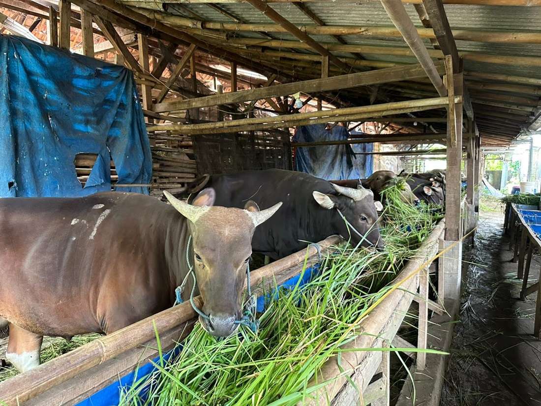 Meriahkan Idul Adha dengan Hewan Kurban Sehat dan Berkualitas - Klopak ...
