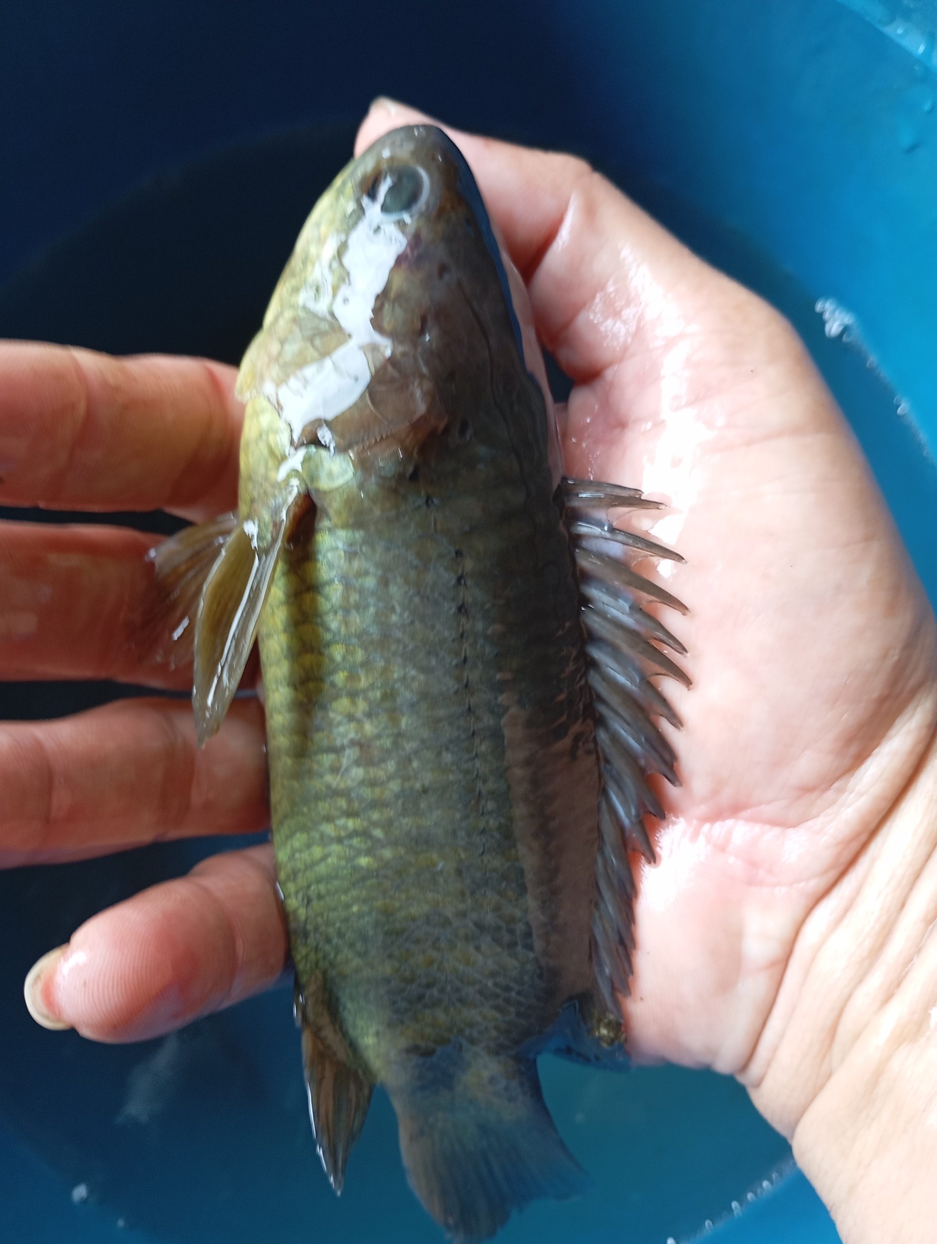 Ikan Betok, Manfaatnya Bagi Kesehatan & Tips Budidaya - Klopak Indonesia