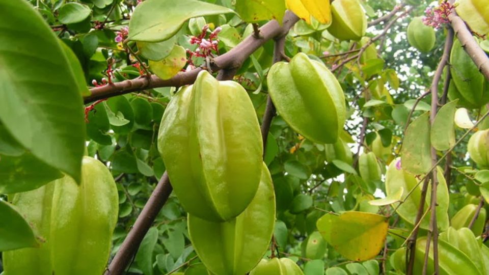 Buah Belimbing, Kandungan Gizi, Manfaat Serta Efek Sampingnya Bagi ...