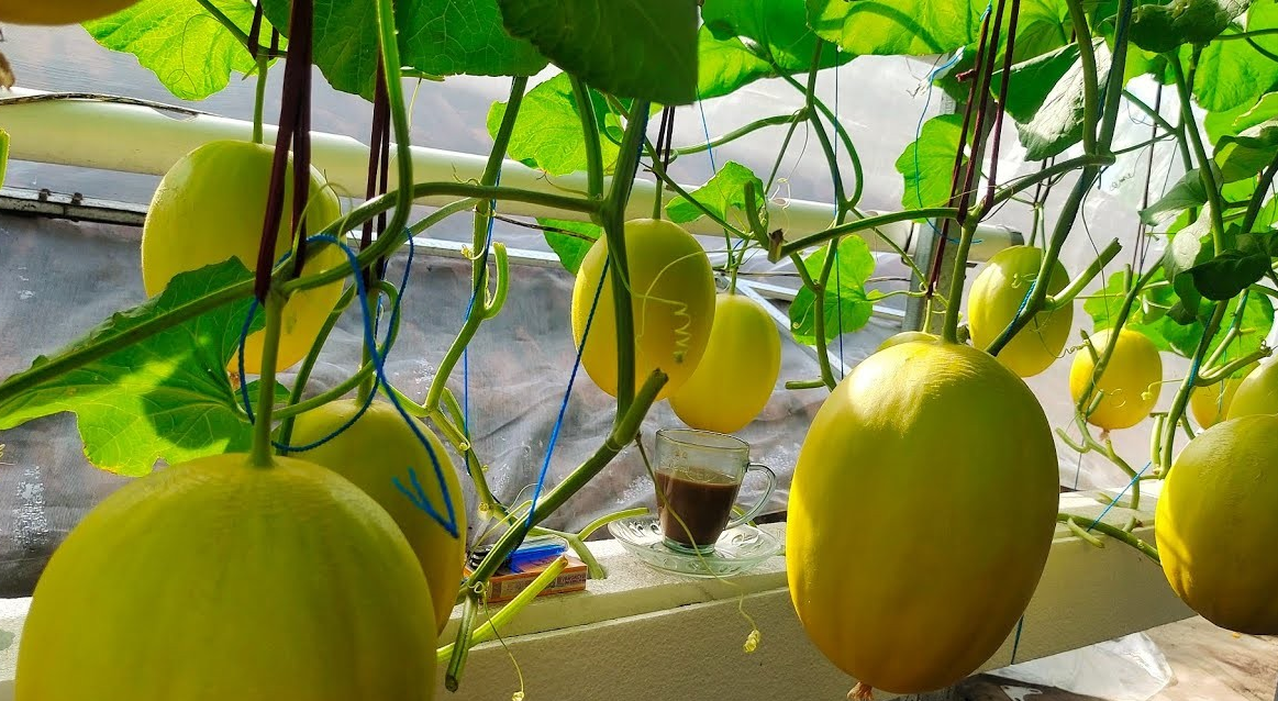 Budidaya Melon Sistem Machida: Teknologi Jepang yang Menghasilkan Melon ...